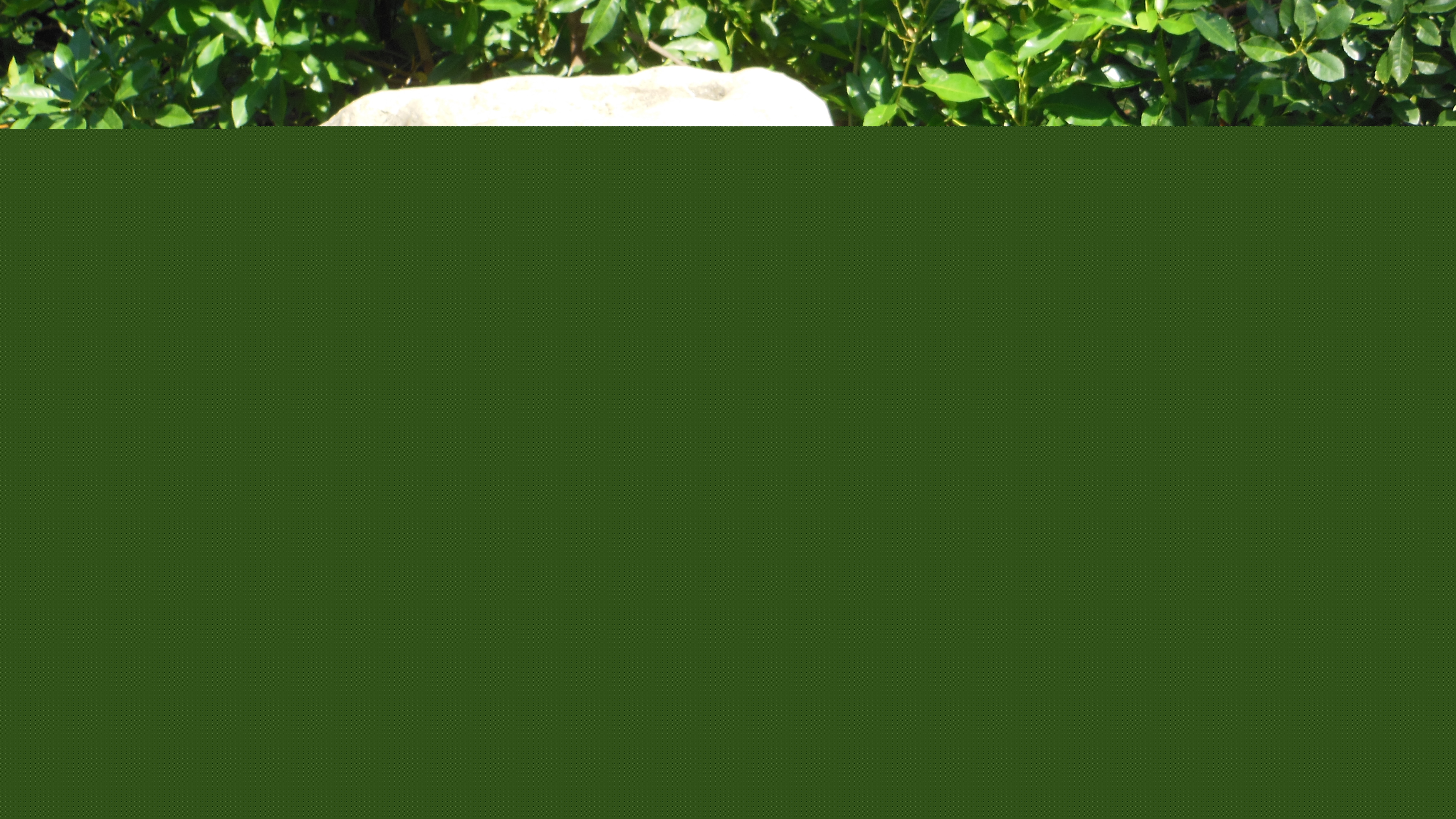 Borneo, Labuk Bay Proboscis Monkey Sanctuary - My journey through Asia